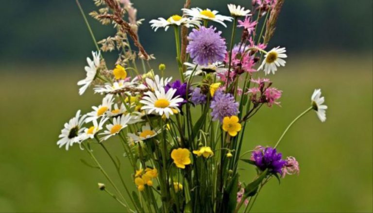 KRATC aikštelių darbo laikas per Žolines - KRATC